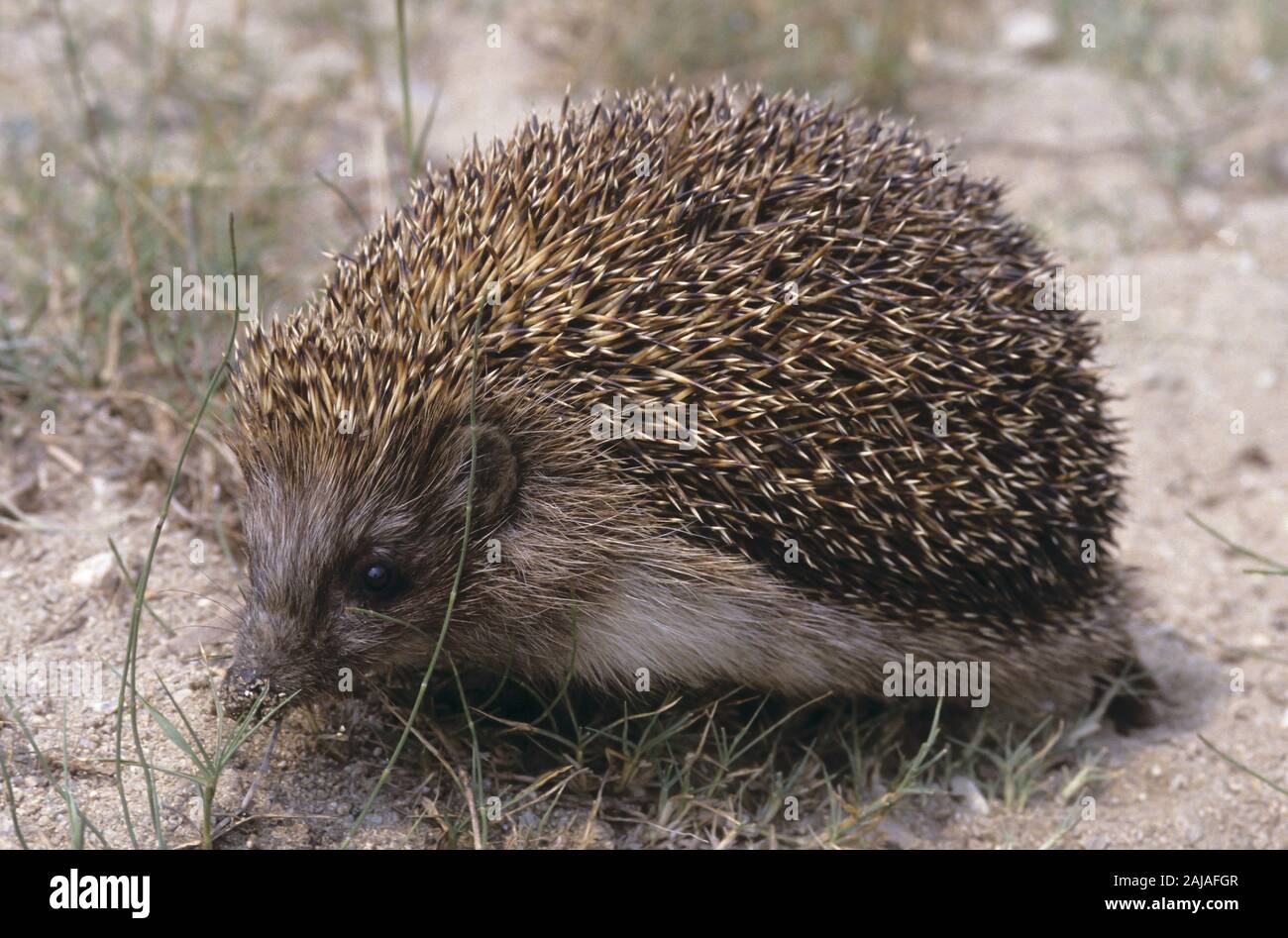 Nördlicher Weißbrustigel, Nord-Weißbrustigel, Weissbrustigel, Weißbrust ...