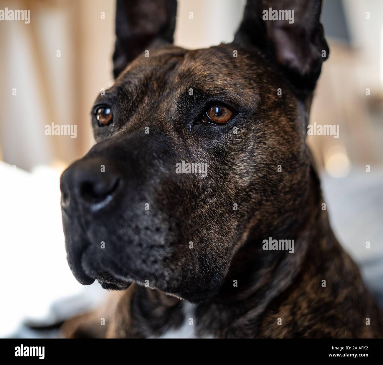 Concerned look hi-res stock photography and images - Alamy