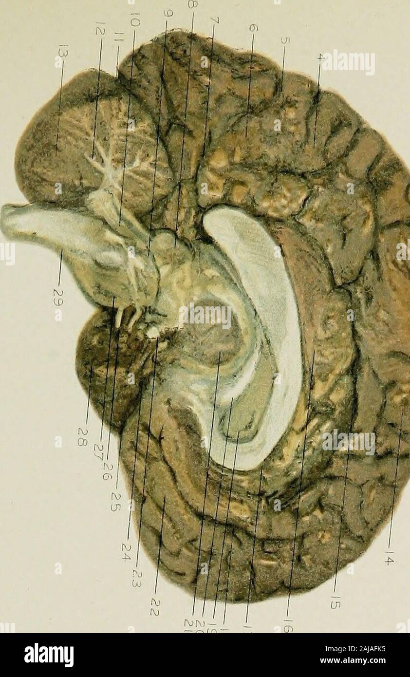 Regional anatomy in its relation to medicine and surgery . ns and ...