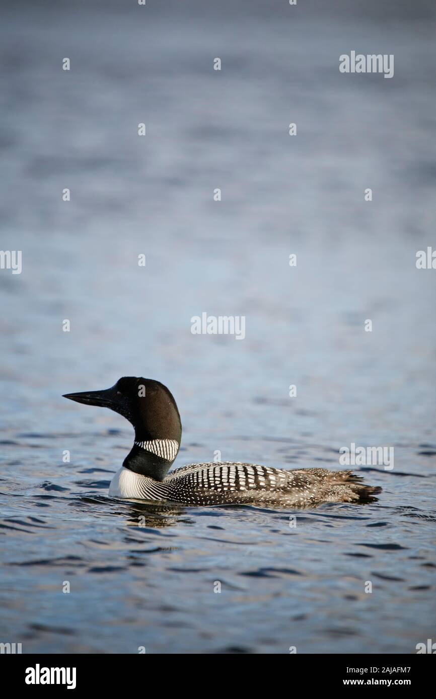 Portrait Of Loon On Lake Stock Photo - Alamy