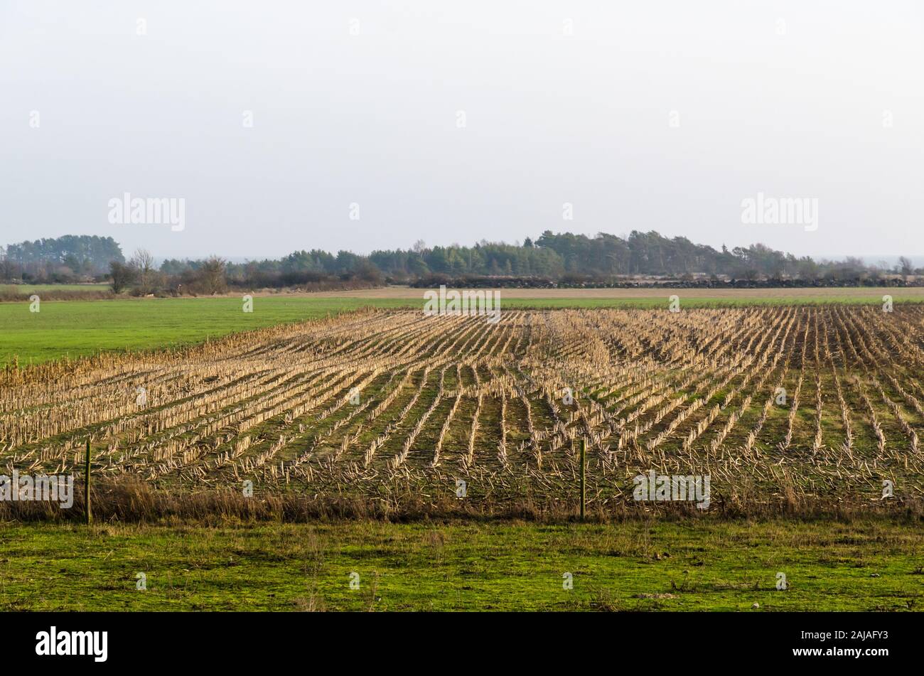Stubble wheat field texture hi-res stock photography and images - Alamy