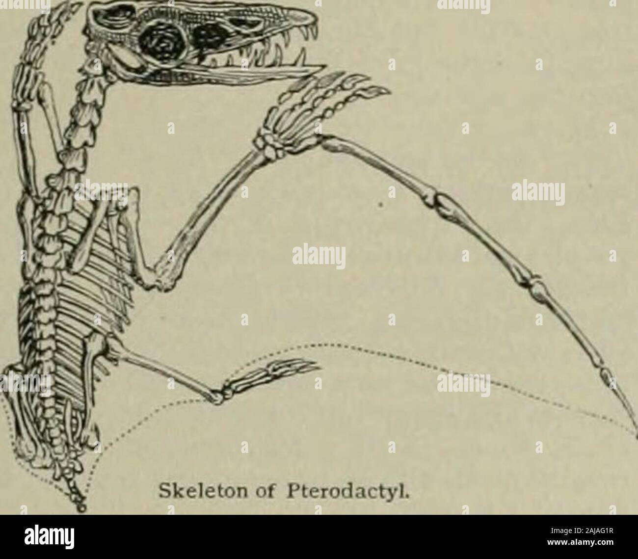 Pterodactyl skeleton hi-res stock photography and images - Alamy
