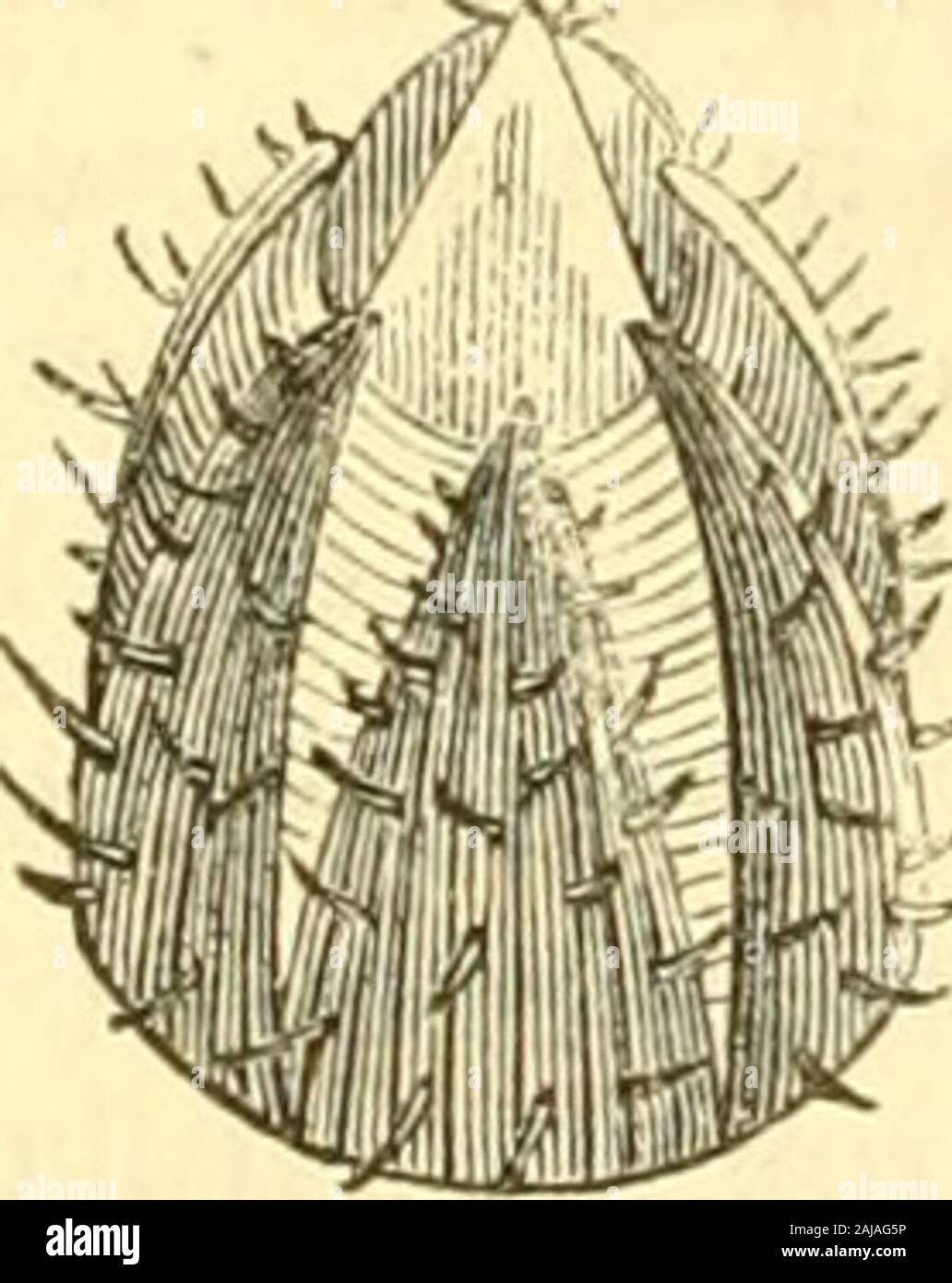Octomeris hi-res stock photography and images - Alamy
