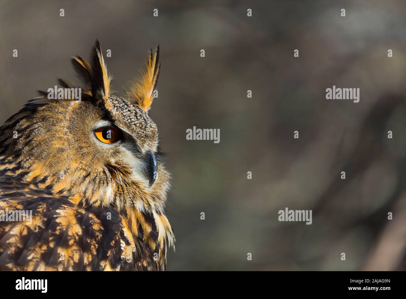 EURASIAN EAGLE OWL (Bubo bubo Stock Photo - Alamy