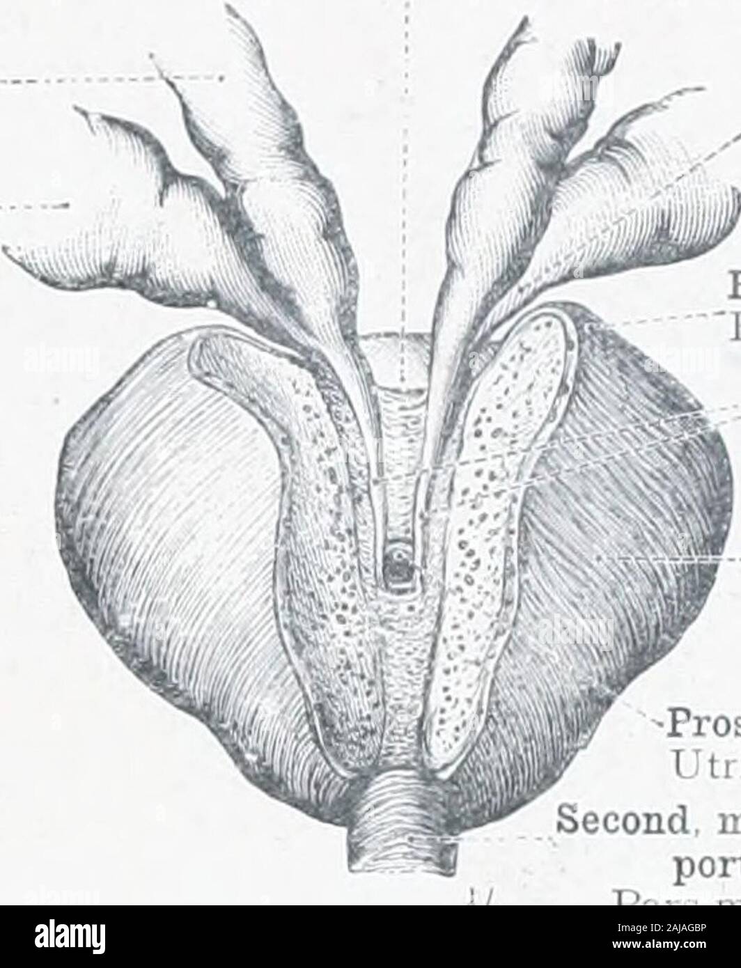 prostatic utricle