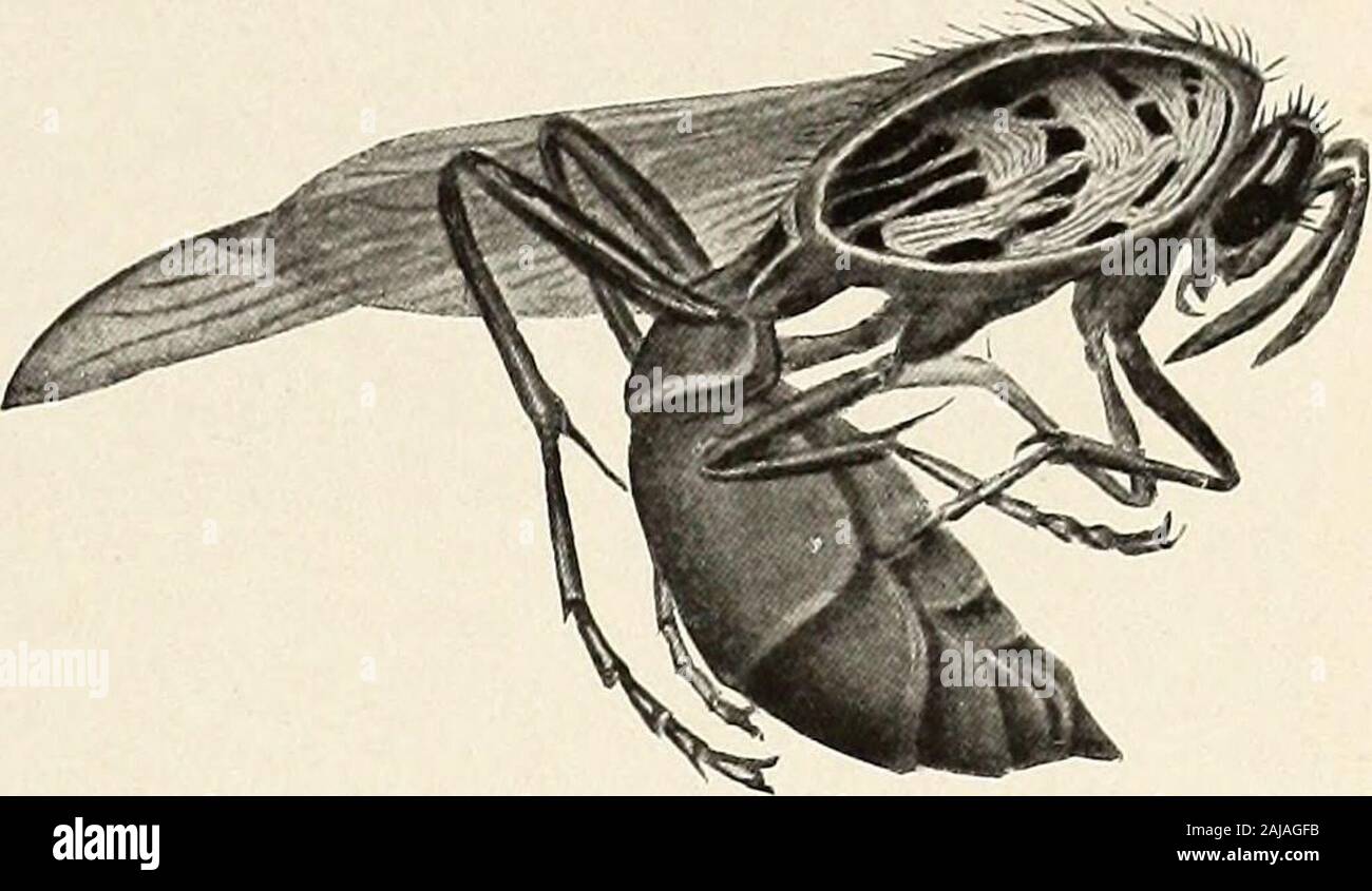 Vital organisms hi-res stock photography and images - Alamy