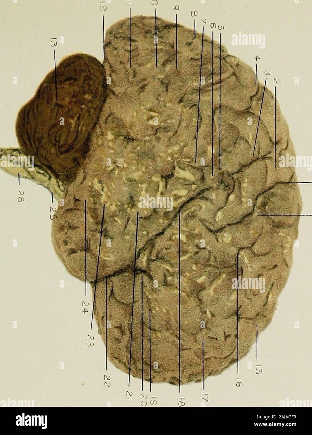Regional anatomy in its relation to medicine and surgery . 6.) 1. The ...