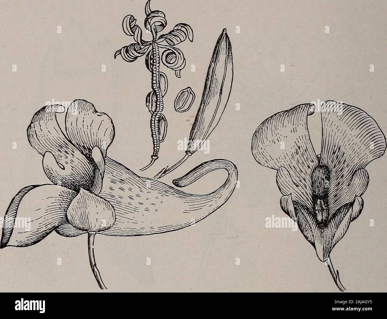 Elementary botany . f the common vetch (Vicia sativa) when drying ...