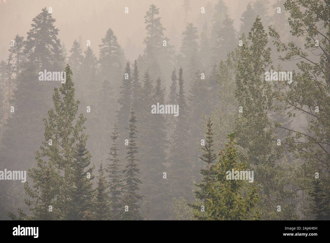 Dense smoke from forest fire covers forest Stock Photo - Alamy