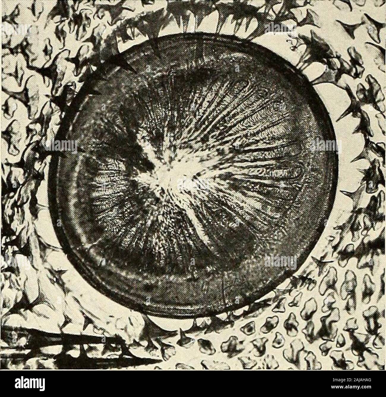 What Do Spiracles Do