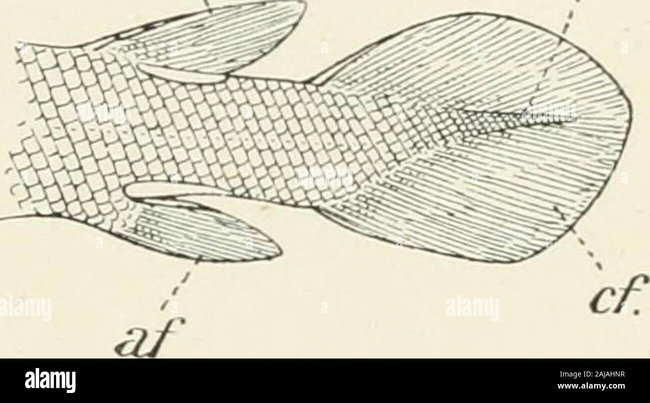 Lobate fin hi-res stock photography and images - Alamy