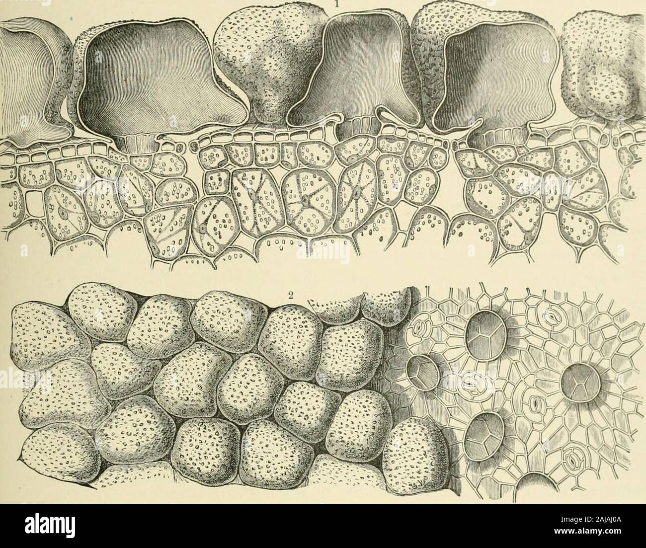 Stellate cells hi-res stock photography and images - Alamy