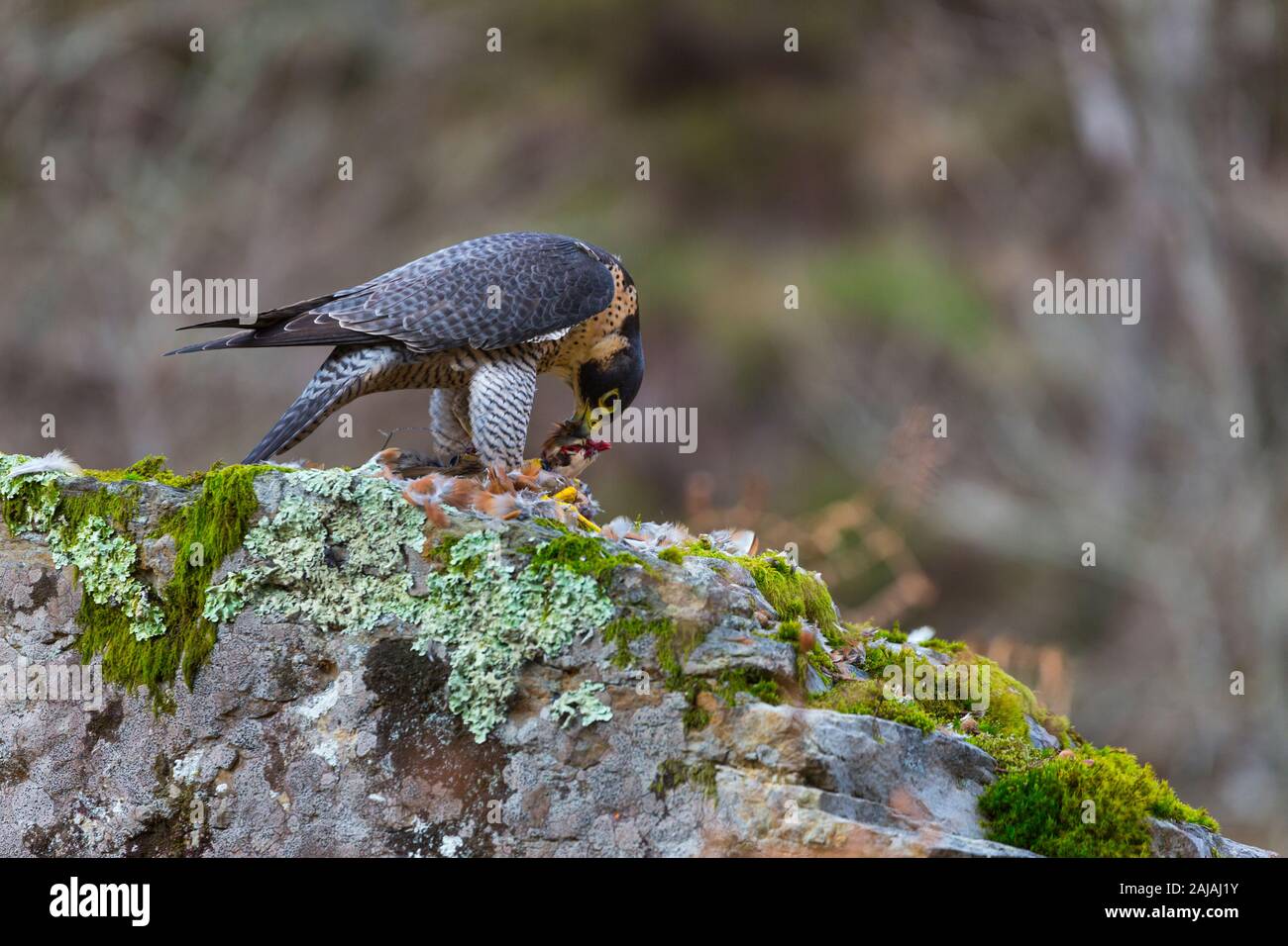 PEREGRINE FALCON (Falco peregrinus Stock Photo - Alamy
