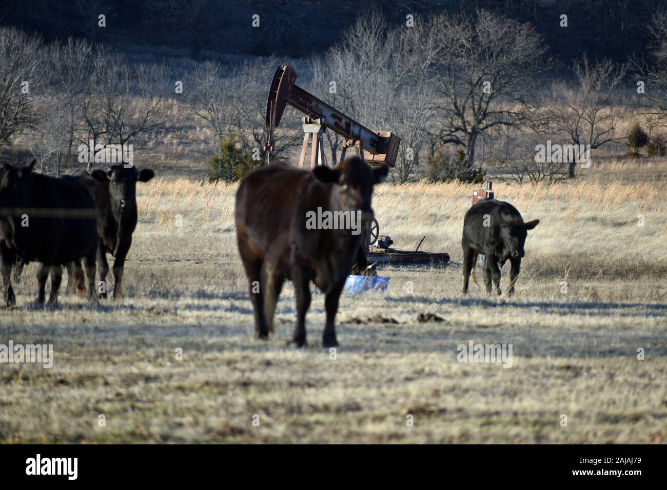 Angus cattle oklahoma hi-res stock photography and images - Alamy