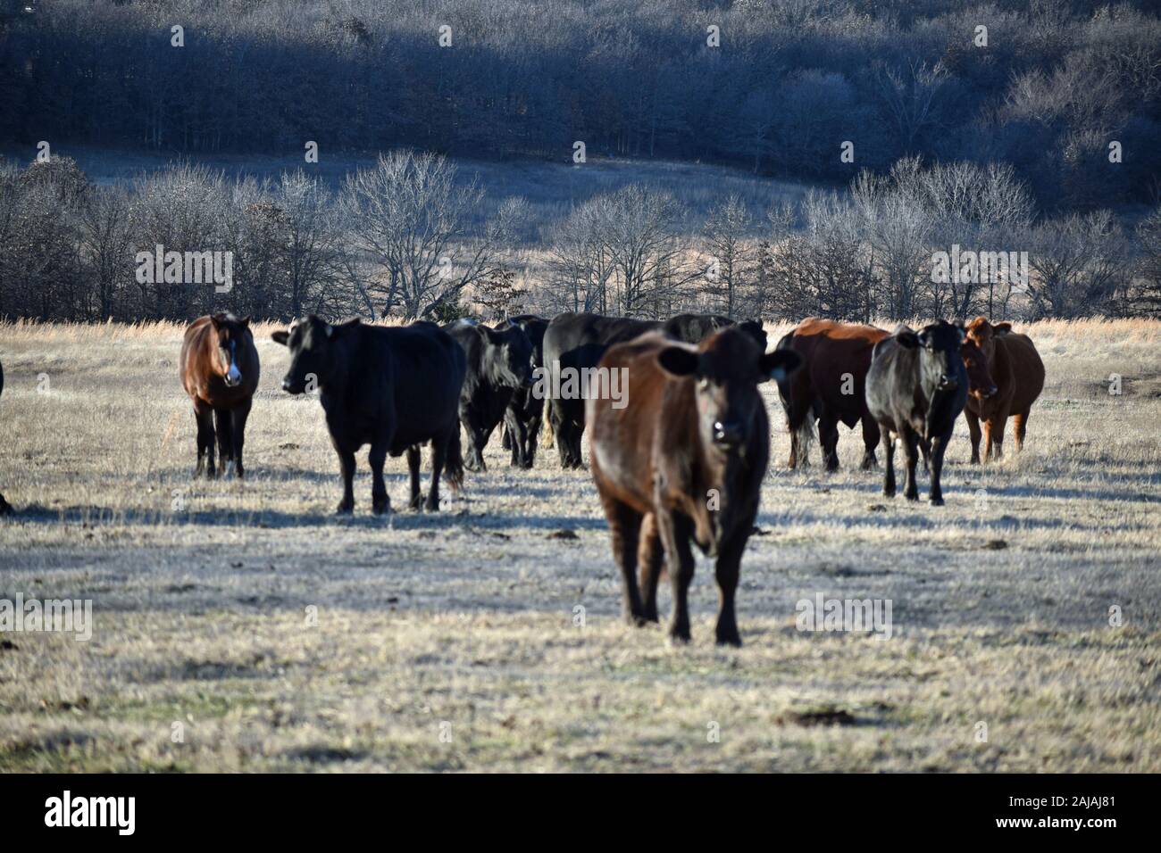 Angus cattle oklahoma hi-res stock photography and images - Alamy