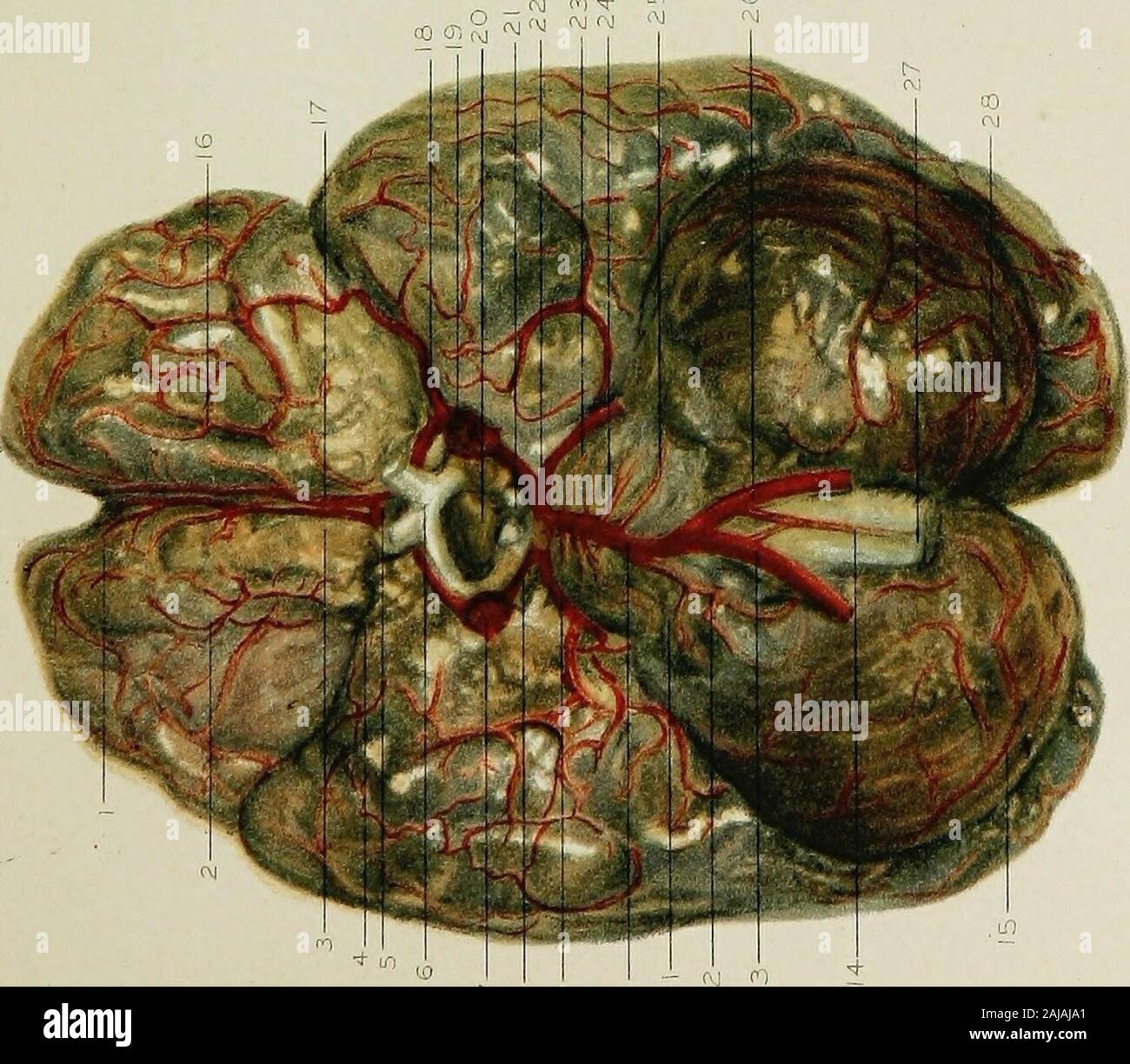 Regional anatomy in its relation to medicine and surgery . rvi ^ 1 ...