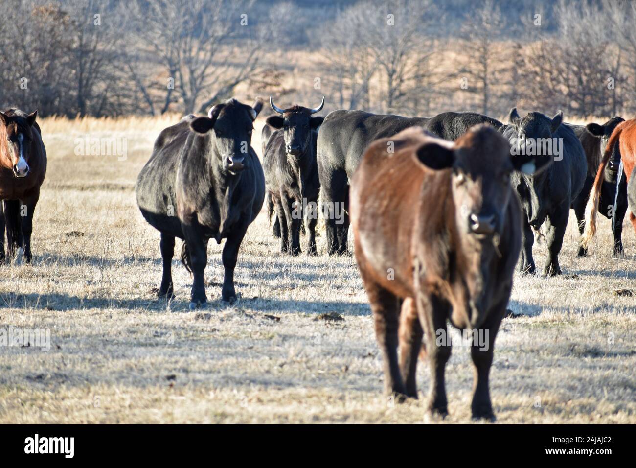 Angus cattle oklahoma hi-res stock photography and images - Alamy