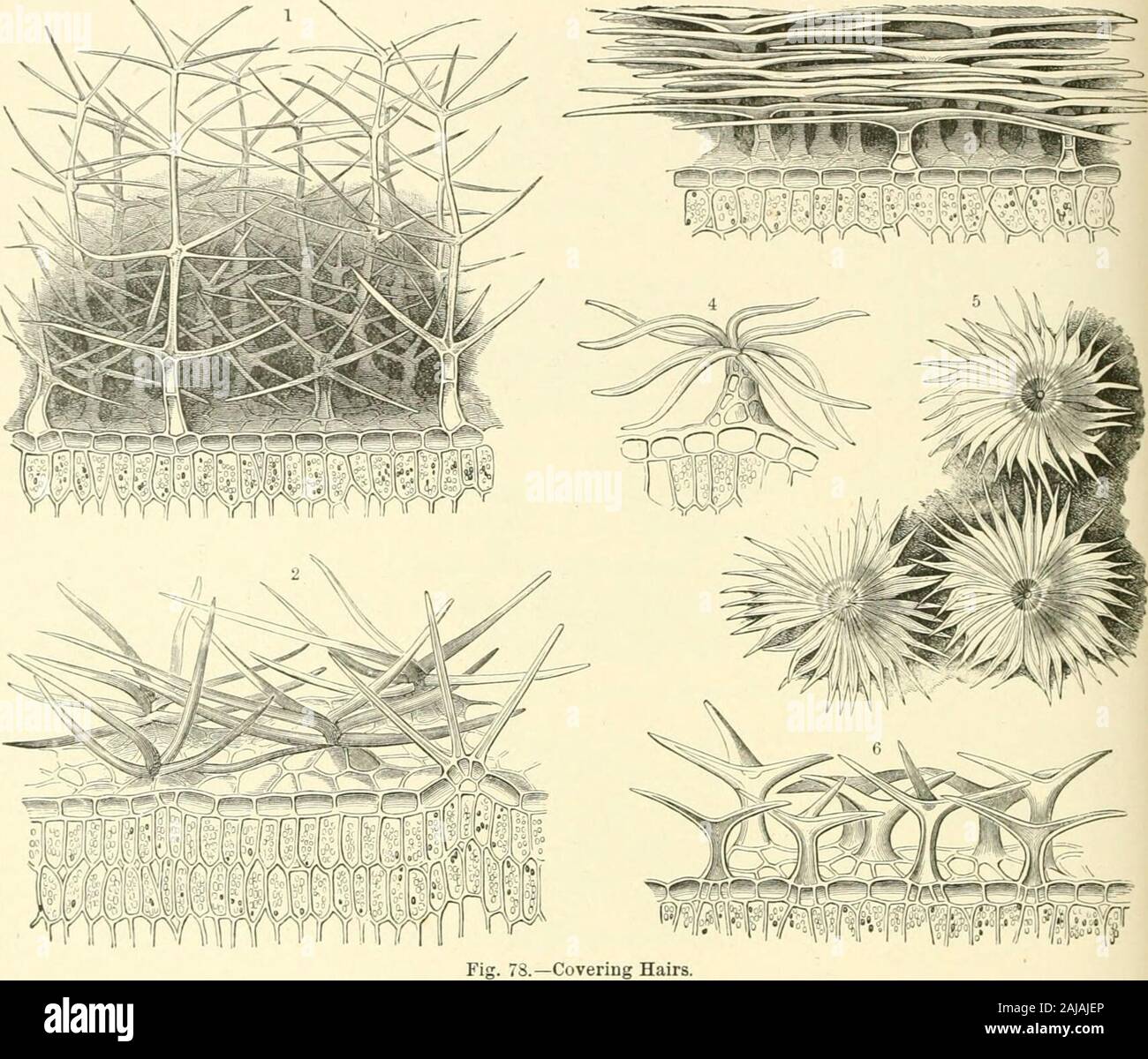 The natural history of plants, their forms, growth, reproduction, and ...