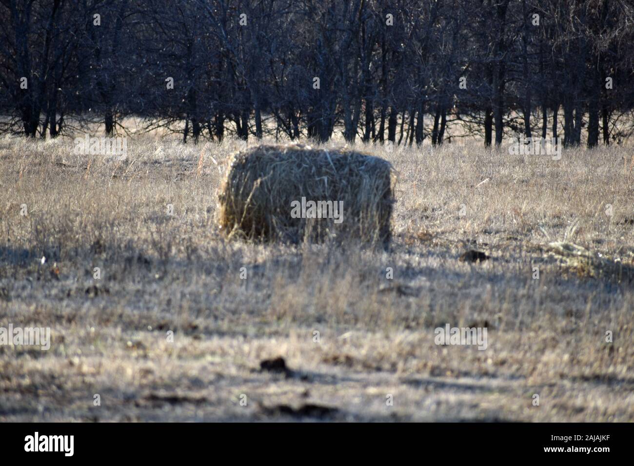Feeding on haybale hi-res stock photography and images - Alamy