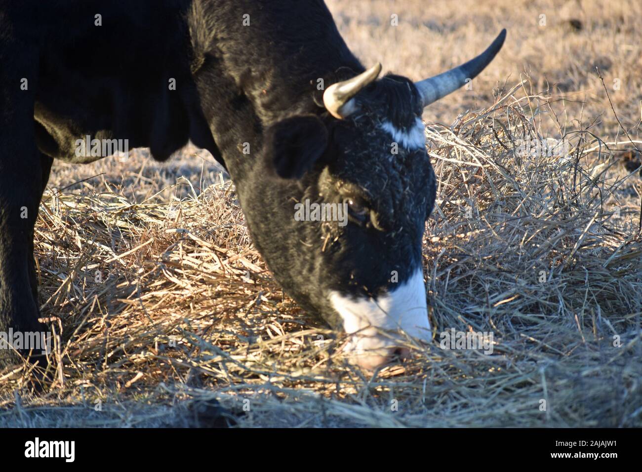 Black Angus Cow Eating Hay Stock Photo - Alamy