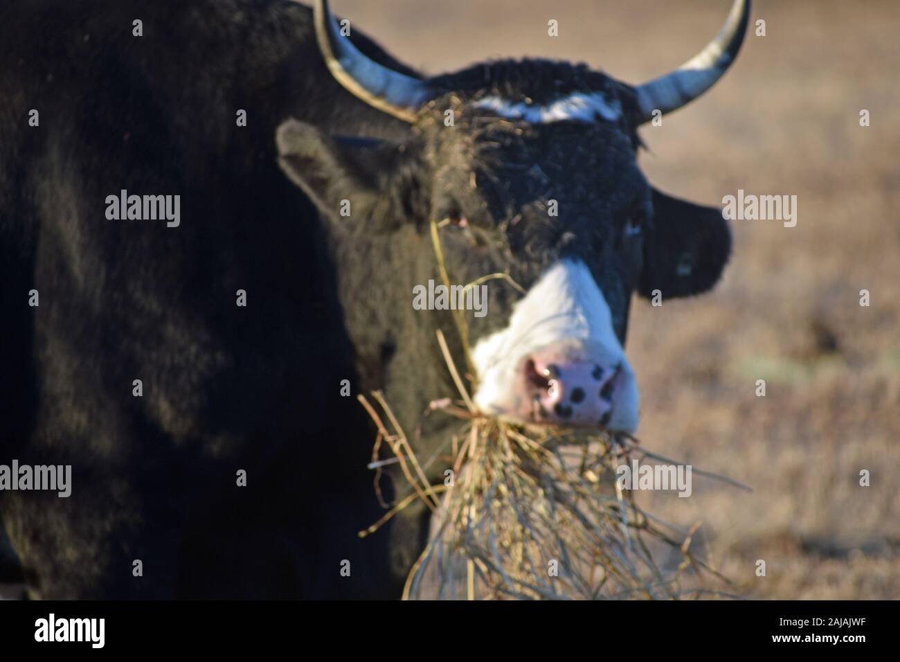 Black Angus Cow Eyes High Resolution Stock Photography and Images - Alamy