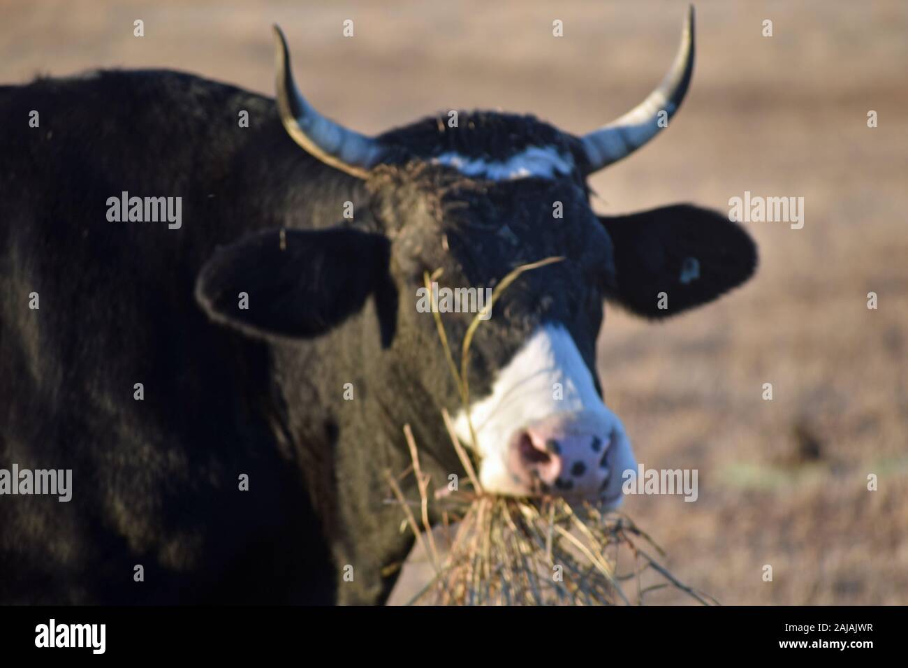 Black Angus Cow Eating Hay Stock Photo - Alamy