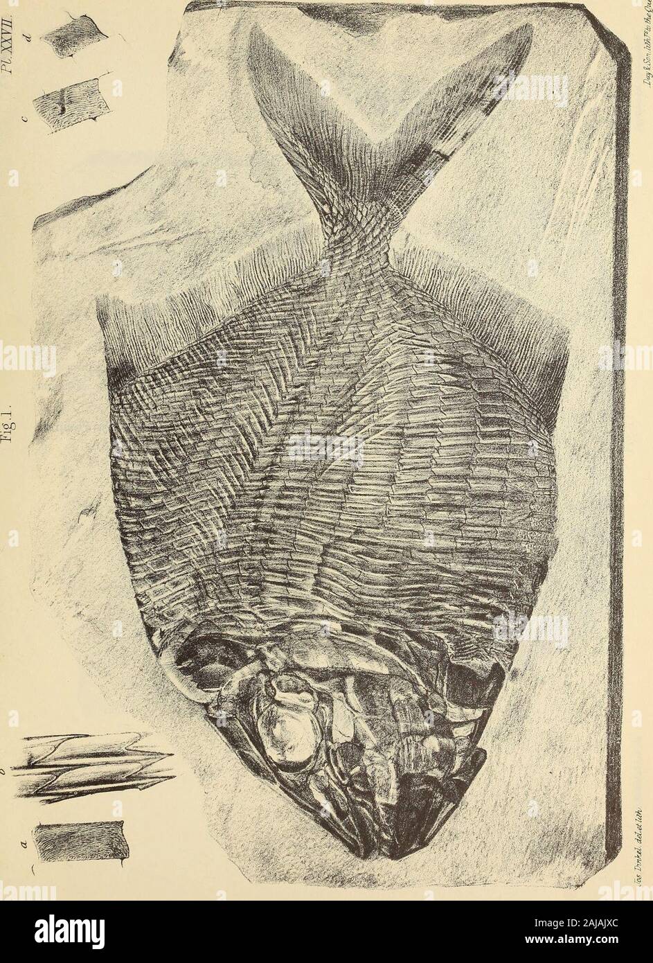 Monograph of the Palaeontographical Society . .Tk J/utkeL.dtla liih ...