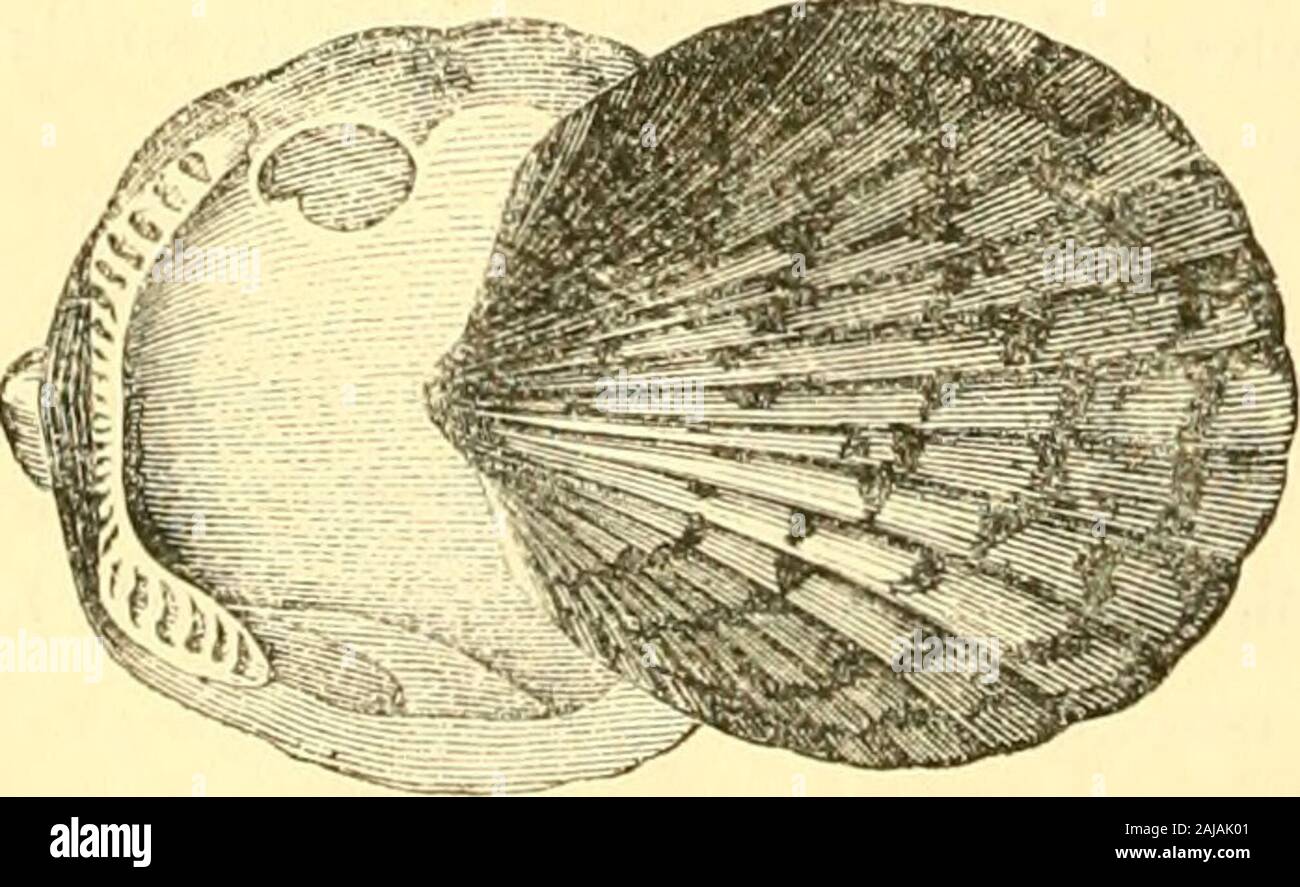 Elongated shell form hi-res stock photography and images - Alamy