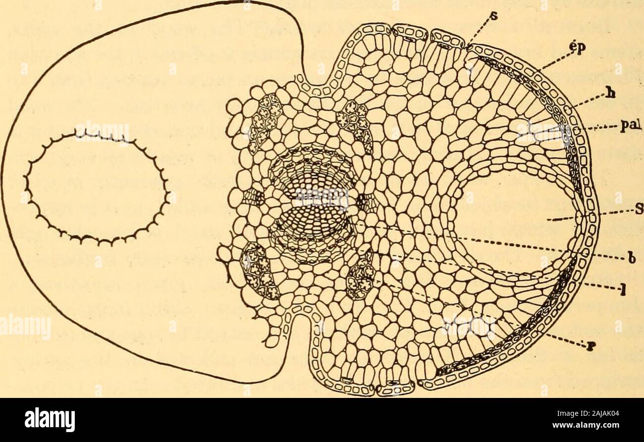 Tuberculate scales hi-res stock photography and images - Alamy