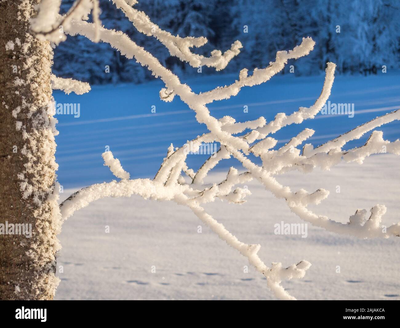 Ice and tree hi-res stock photography and images - Alamy