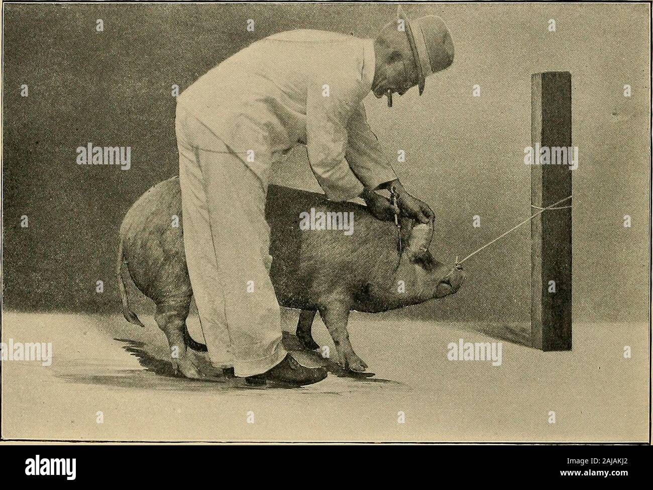 Anti-hog cholera serum plant, Department of Agriculture, State of ...