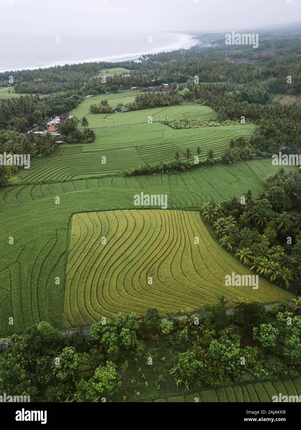 Aerial view of rice fields near ocean coastline Stock Photo - Alamy