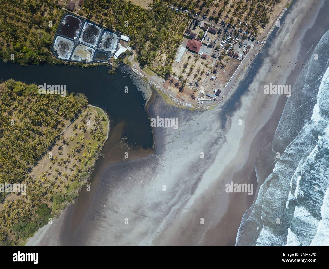 Shrimp tree hi-res stock photography and images - Alamy