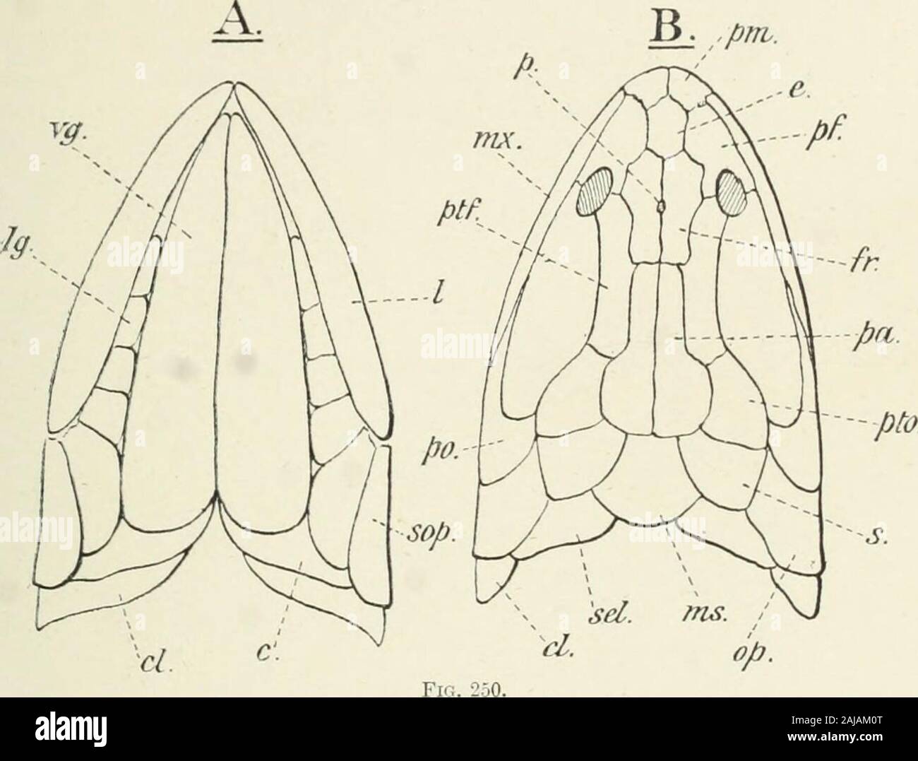 Modified dorsal fin hi-res stock photography and images - Alamy