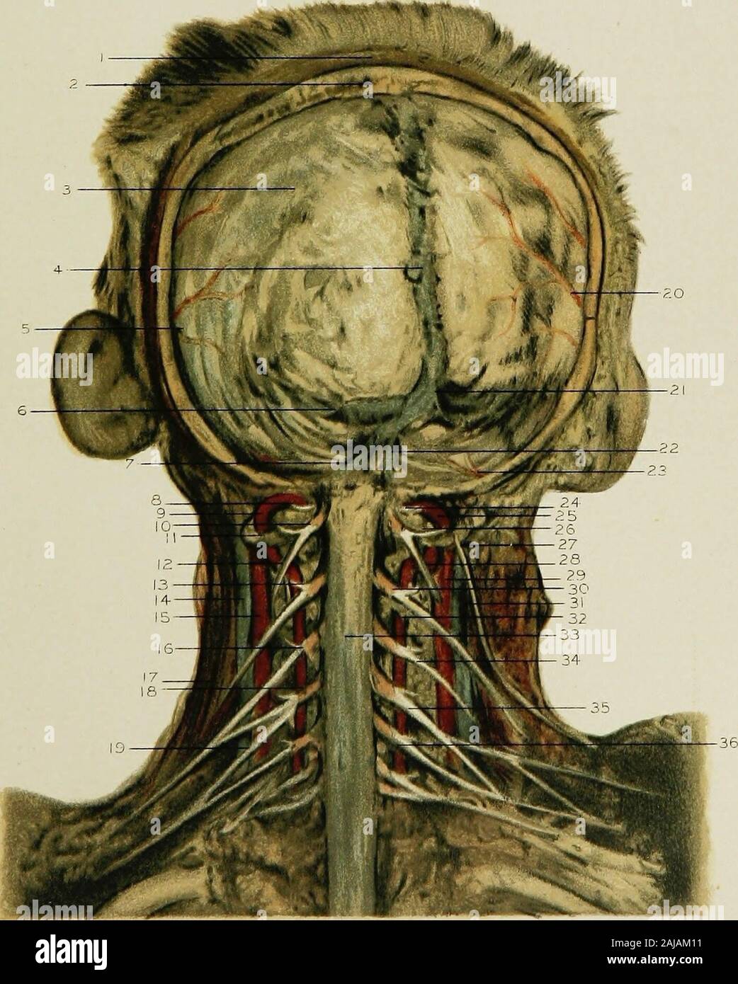 Regional anatomy in its relation to medicine and surgery . Fif) 2 ...