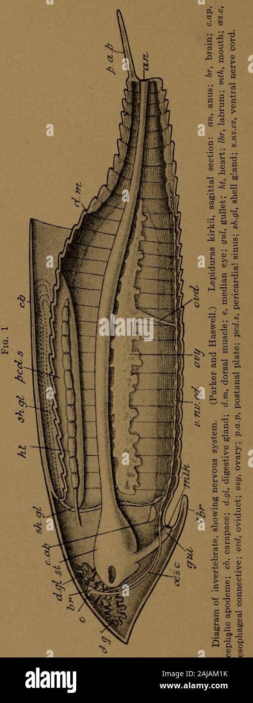 Endoskeleton hi-res stock photography and images - Alamy