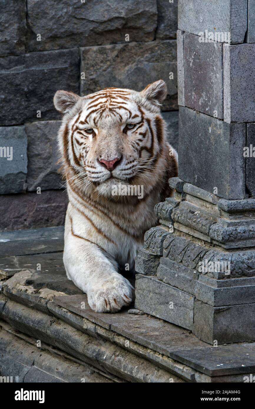 Tiger india temple hi-res stock photography and images - Alamy