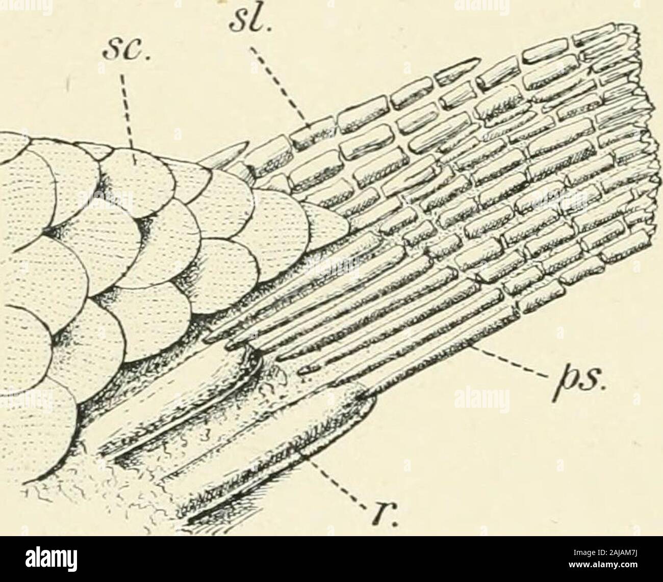 A treatise on zoology . reduced, or to disappearentirely, leaing the ...