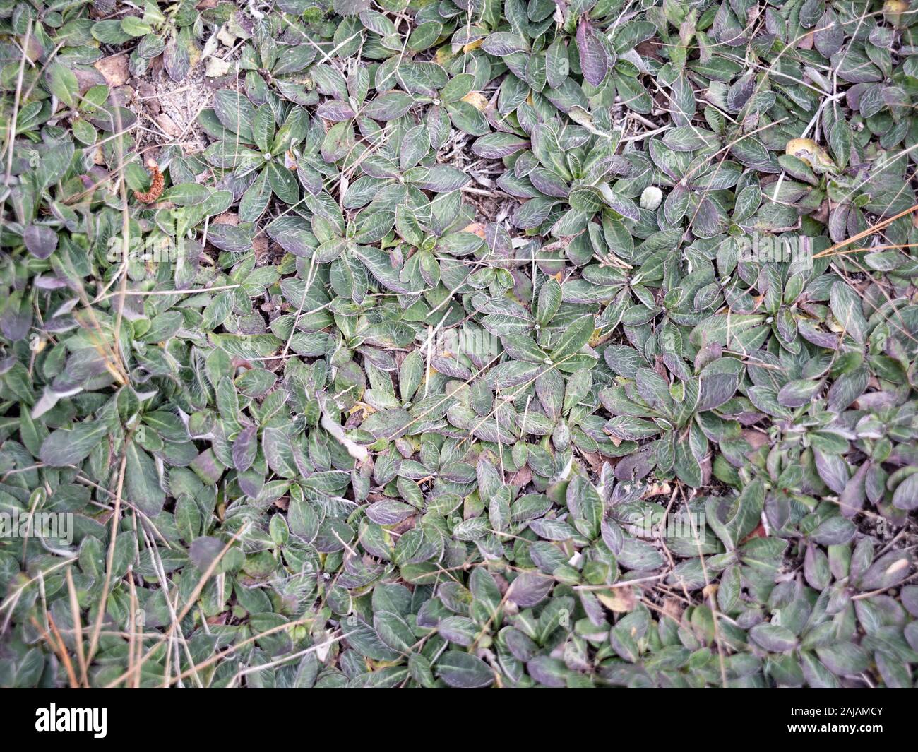Green ground cover small leaves hi-res stock photography and images - Alamy