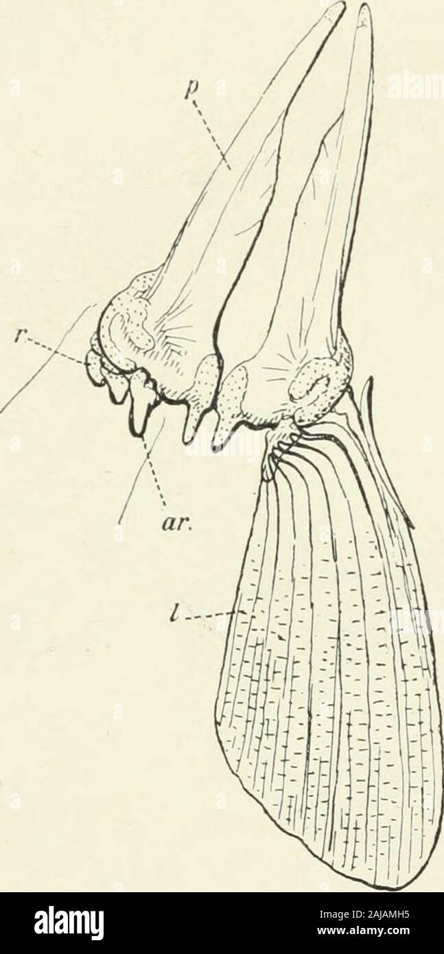Ventral dermal bone hi-res stock photography and images - Alamy