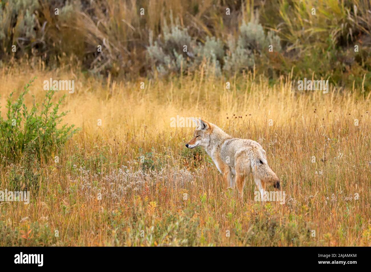 Coyote in Yellowstone National Park, Wyoming Stock Photo - Alamy