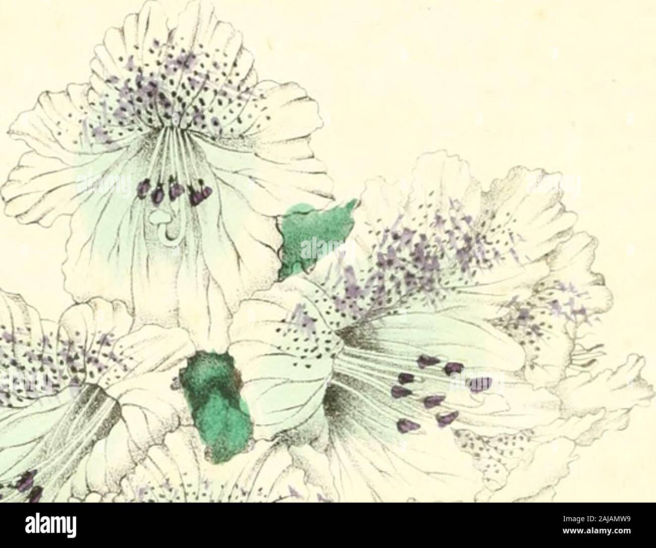 The American flora : or history of plants and wild flowers : containing ...