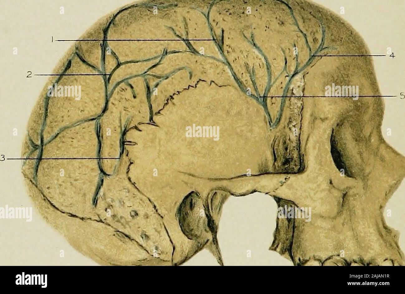 Regional anatomy hi-res stock photography and images - Alamy