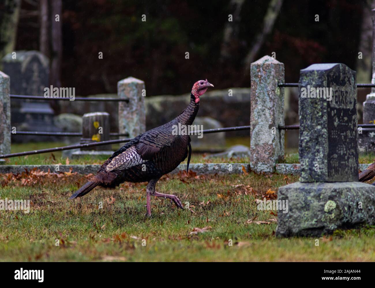Turkey waddle hi-res stock photography and images - Alamy