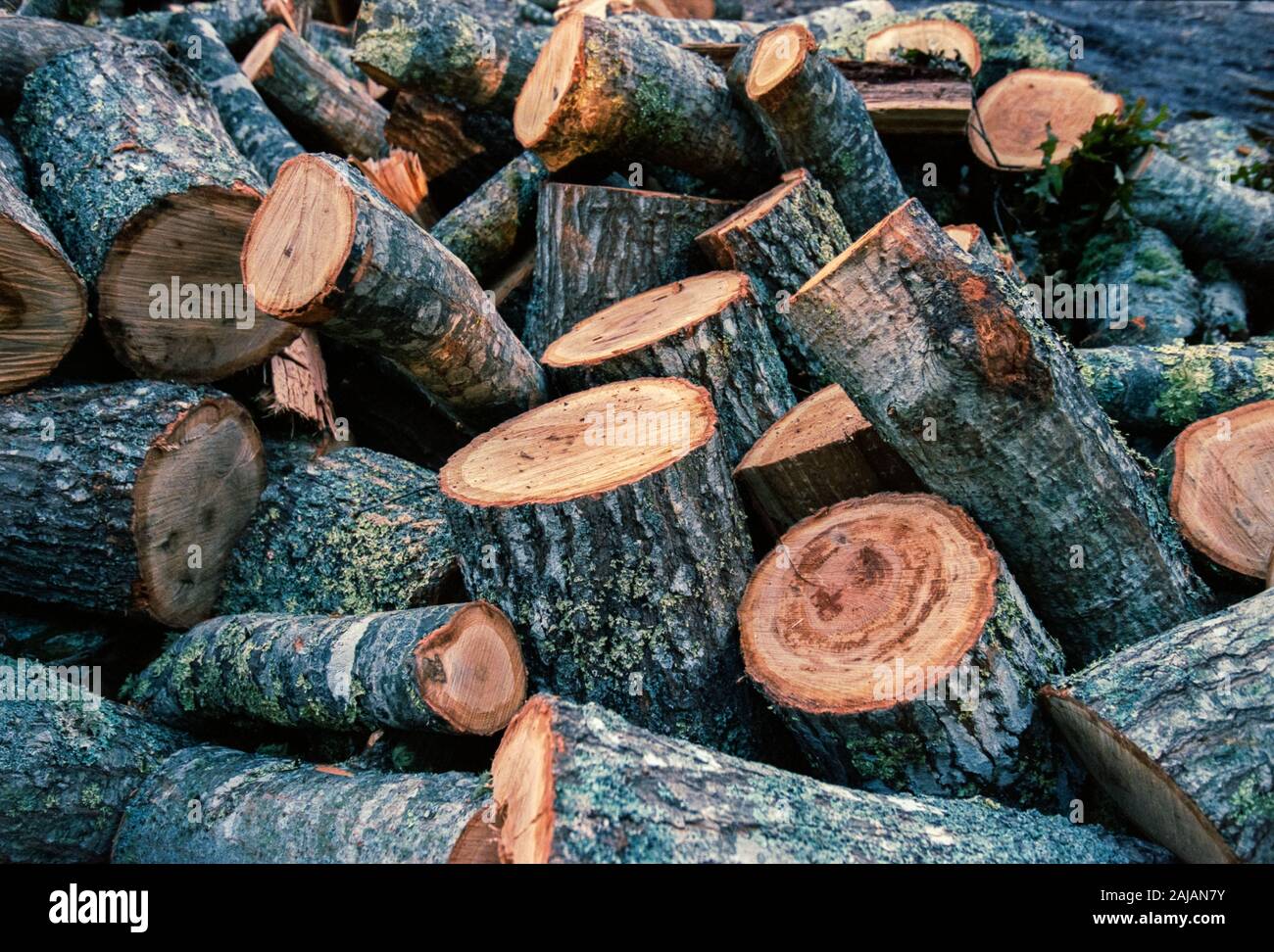 Chopped Logs in a Pile Ready for the Next Step Stock Photo - Alamy