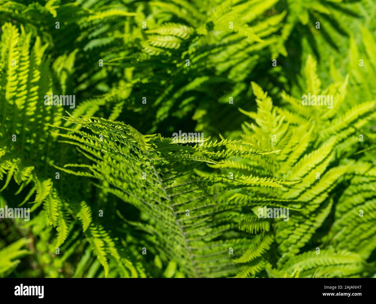Fern texture hi-res stock photography and images - Alamy