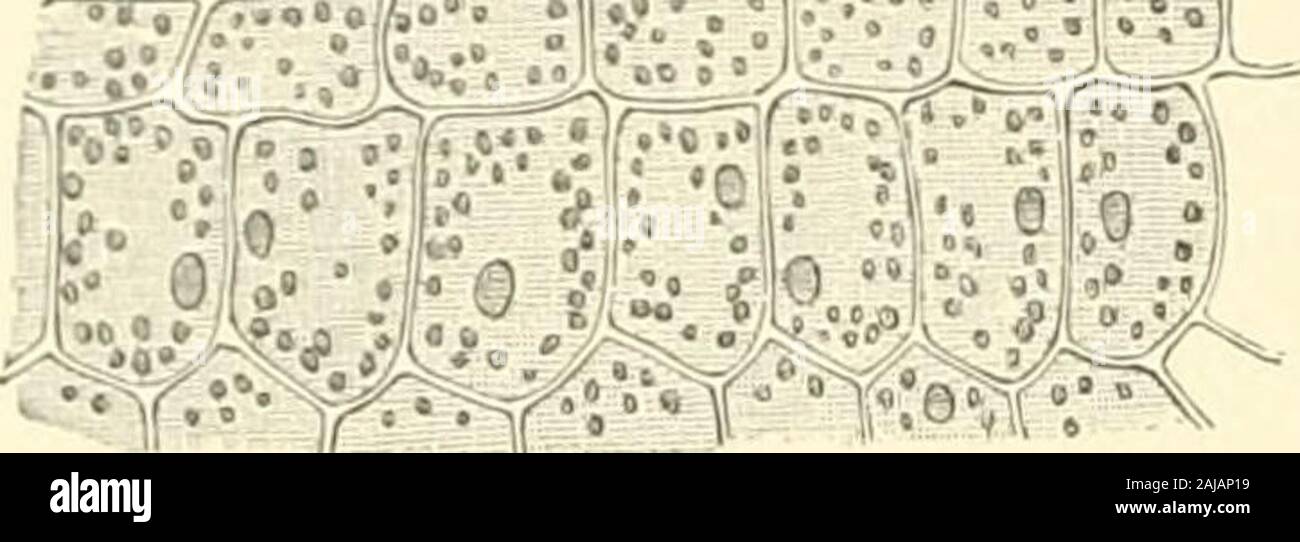 Epidermis Surface Of Plants High Resolution Stock Photography and ...