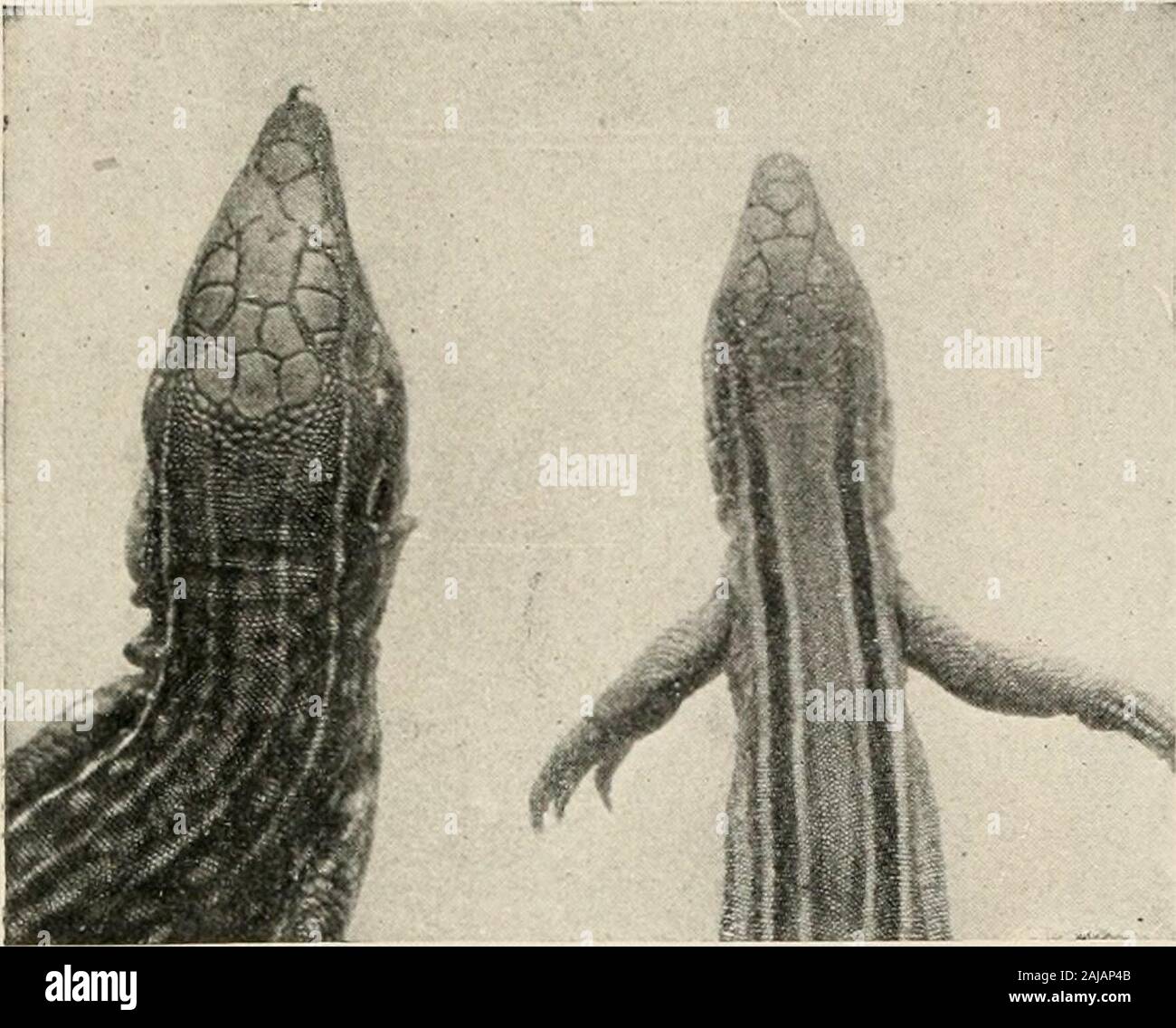 Forelimb structure hi-res stock photography and images - Alamy