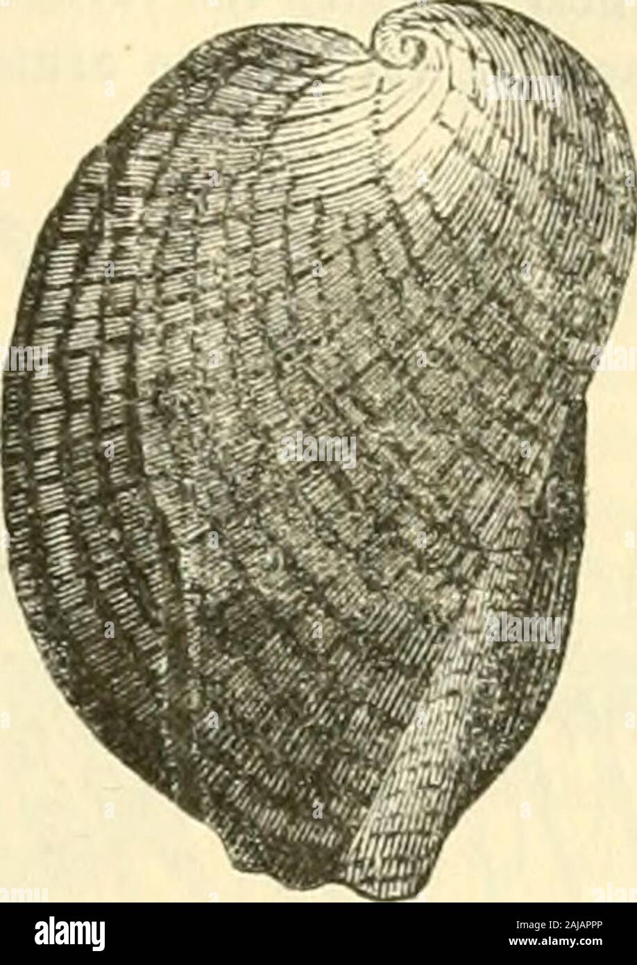 The animal kingdom, arranged after its organization : forming a natural ...