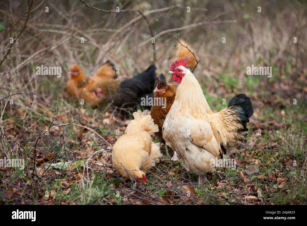 Free range rooster and chicken finding food in the forest in ...
